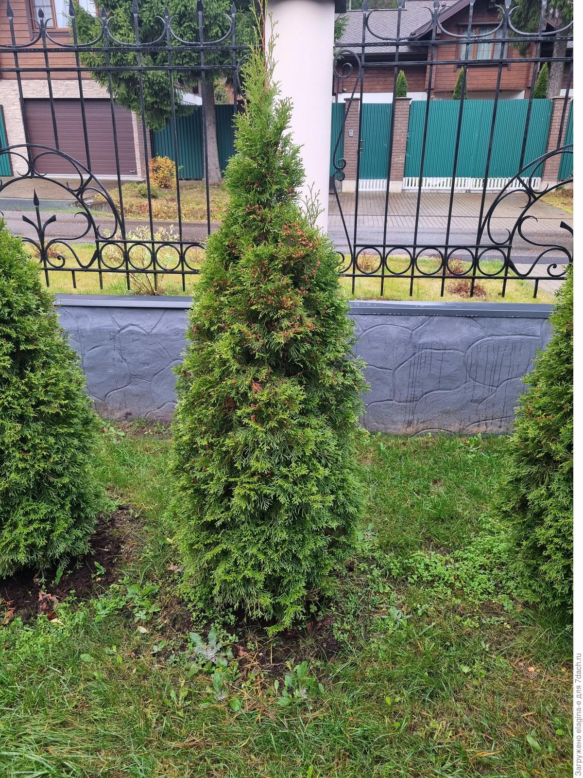 Почему появилось много шишек на туе? Нужно ли с этим что-то делать? - ответы экспертов 7dach.ru