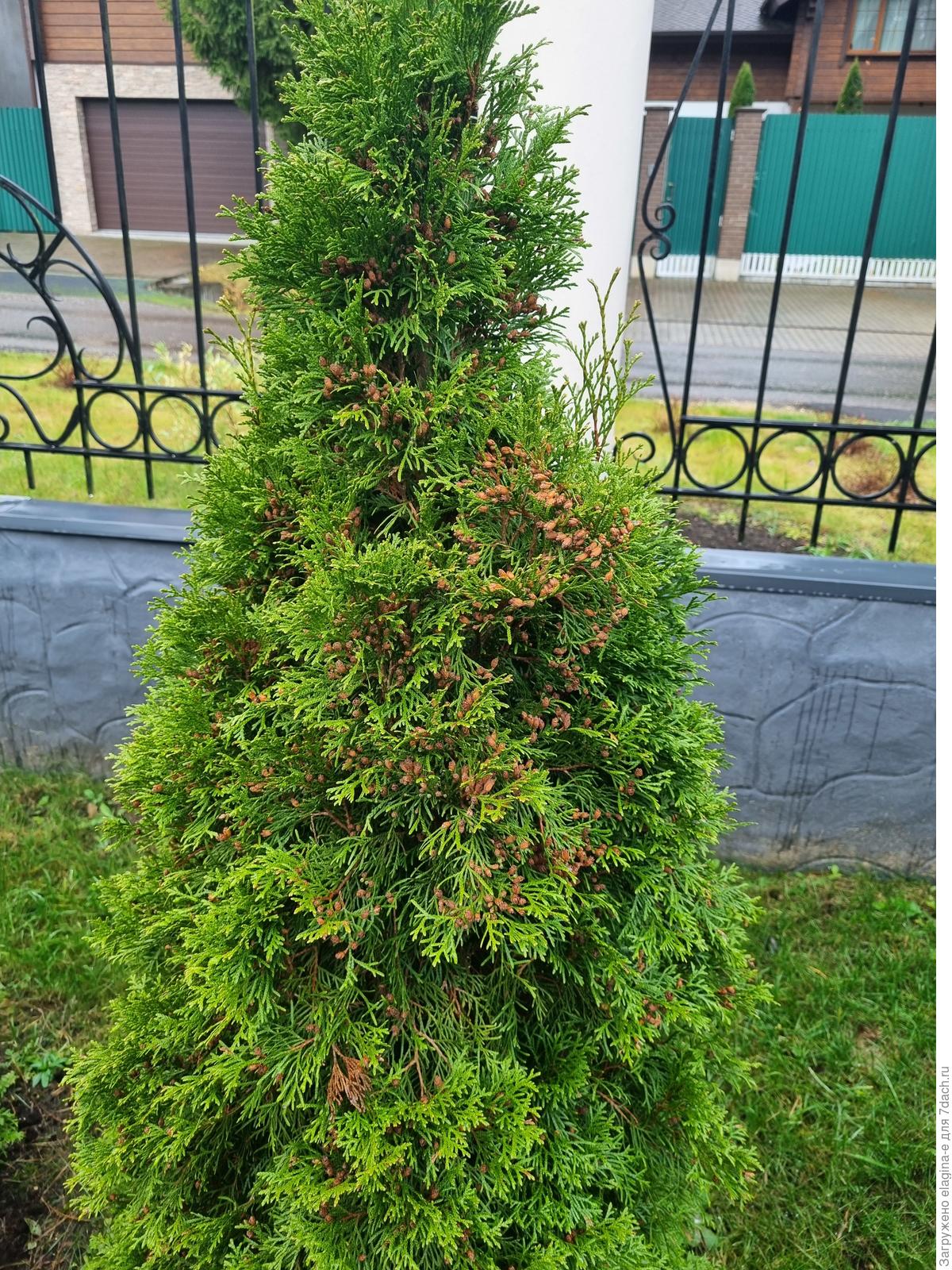 Почему появилось много шишек на туе? Нужно ли с этим что-то делать? - ответы экспертов 7dach.ru