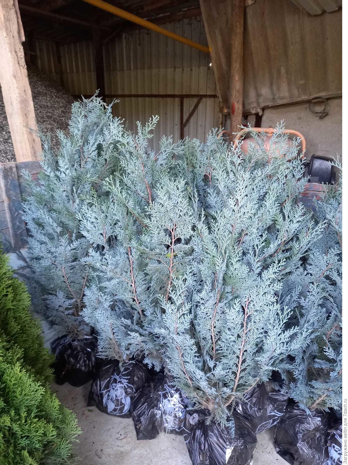 Какого сорта туя на фото? - ответы экспертов 7dach.ru