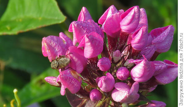 Флокс Рейнбоу Дансер (Rainbow Dancer). Фото. Описание сорта ...