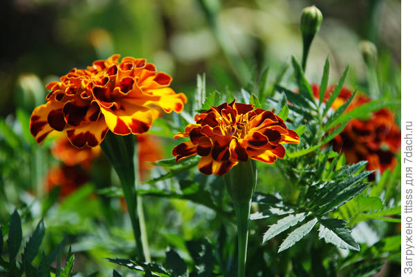 Отклонённые бархатцы Вишнёвый браслет. Описание сорта, выращивание из ...
